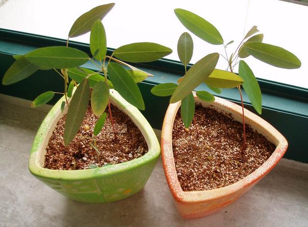 Desmodium gyrans, la pianta danzante | Starbabs